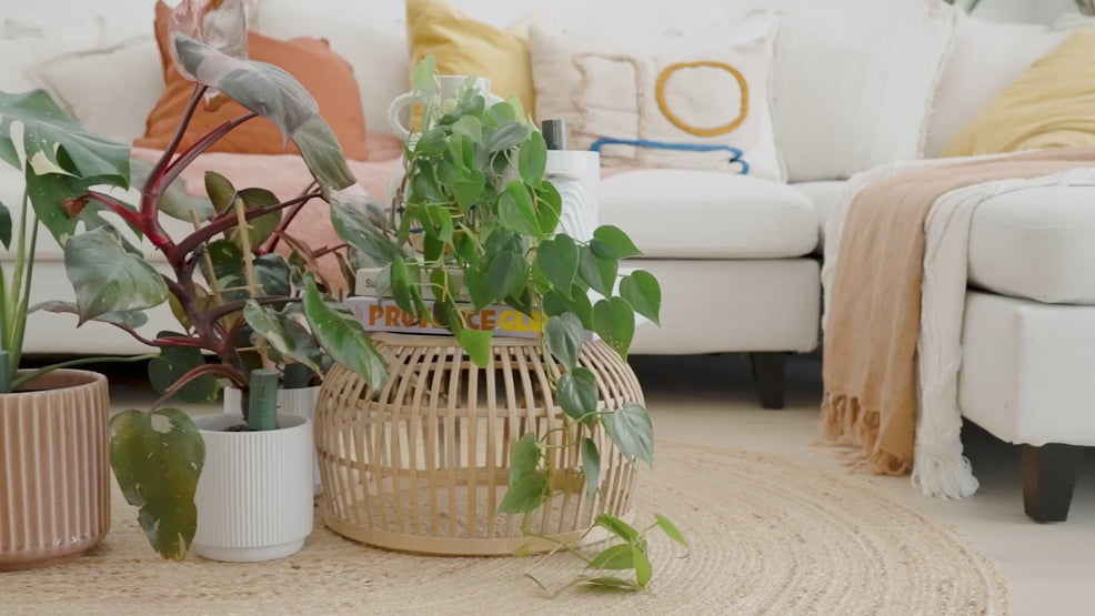Plant Parent | Plant With Willow – PW Willow Pty Ltd