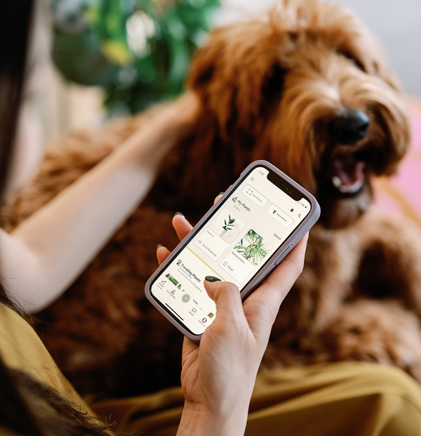 Willow App – PW Willow Pty Ltd